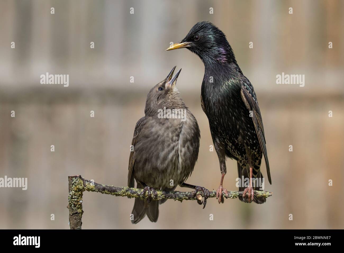 Adult starling feeding juvenile hi-res stock photography and images - Alamy