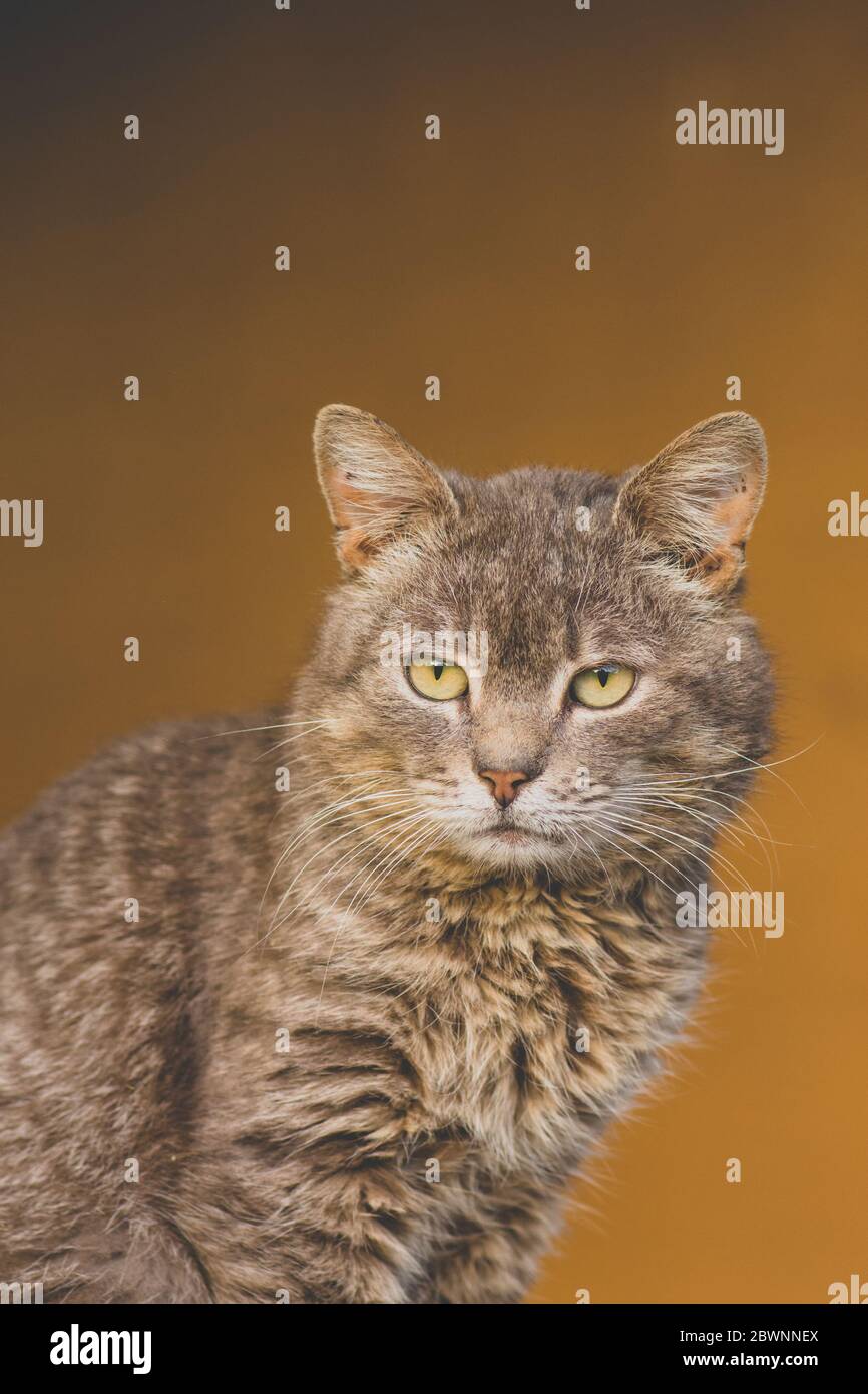 Portrait of adorable gray kitten. Portrait of gray beautiful cat Stock ...