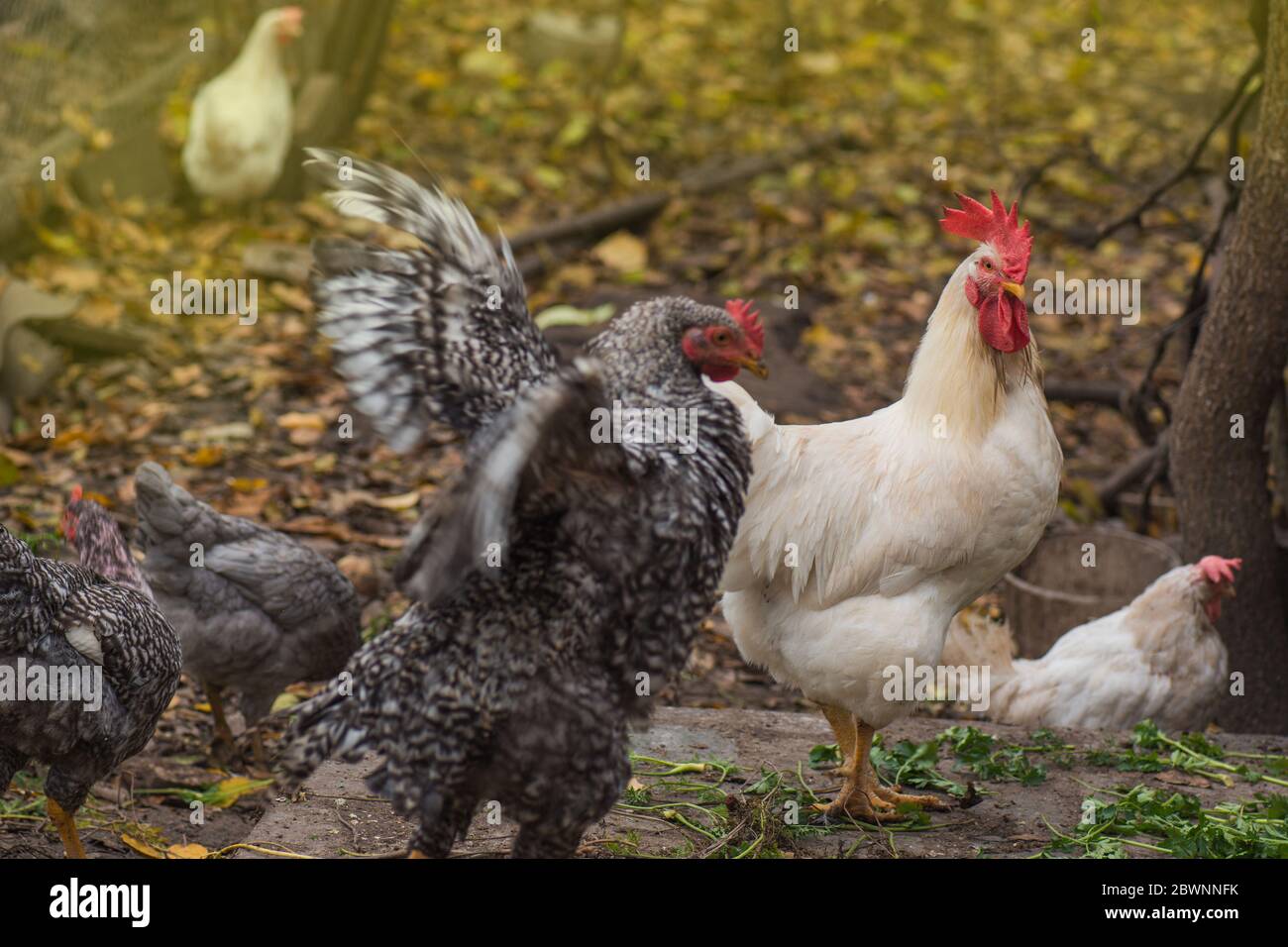 Rooster and a hens are walking outside. Free range chickens in the back ...
