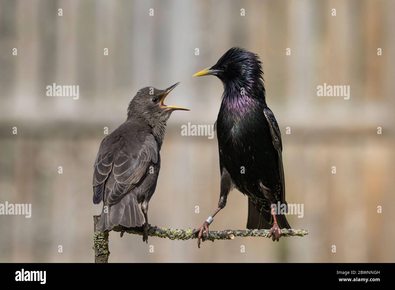Adult starling feeding hi-res stock photography and images - Alamy
