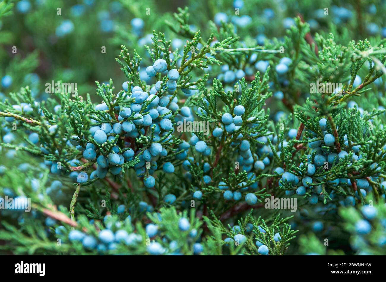 Hardy conifer hi-res stock photography and images - Alamy