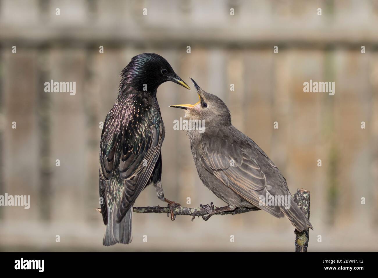 Common Starling feeding a fledgling Stock Photo - Alamy