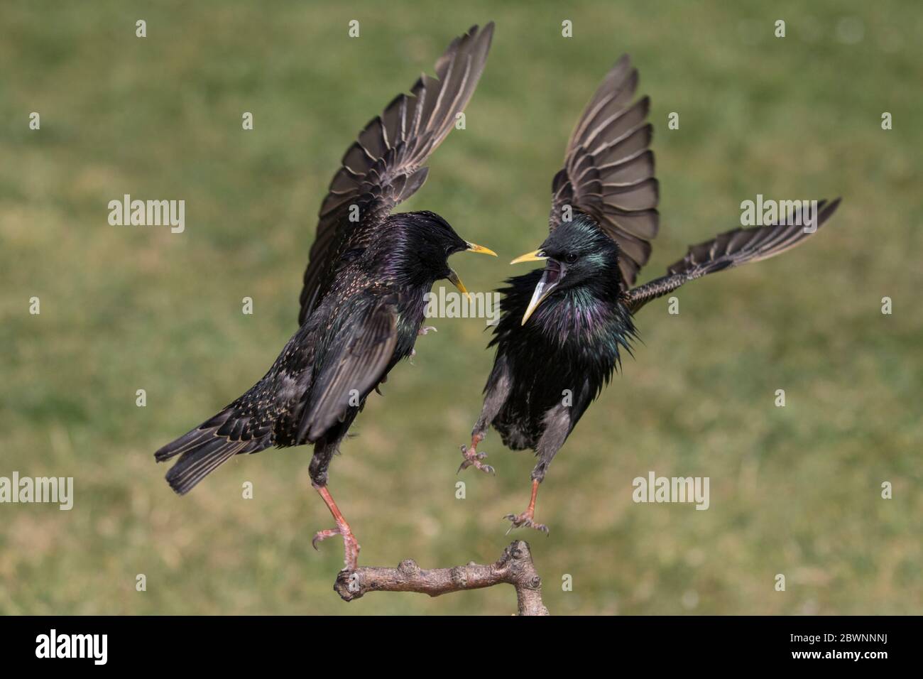 Common Starlings fighting Stock Photo - Alamy