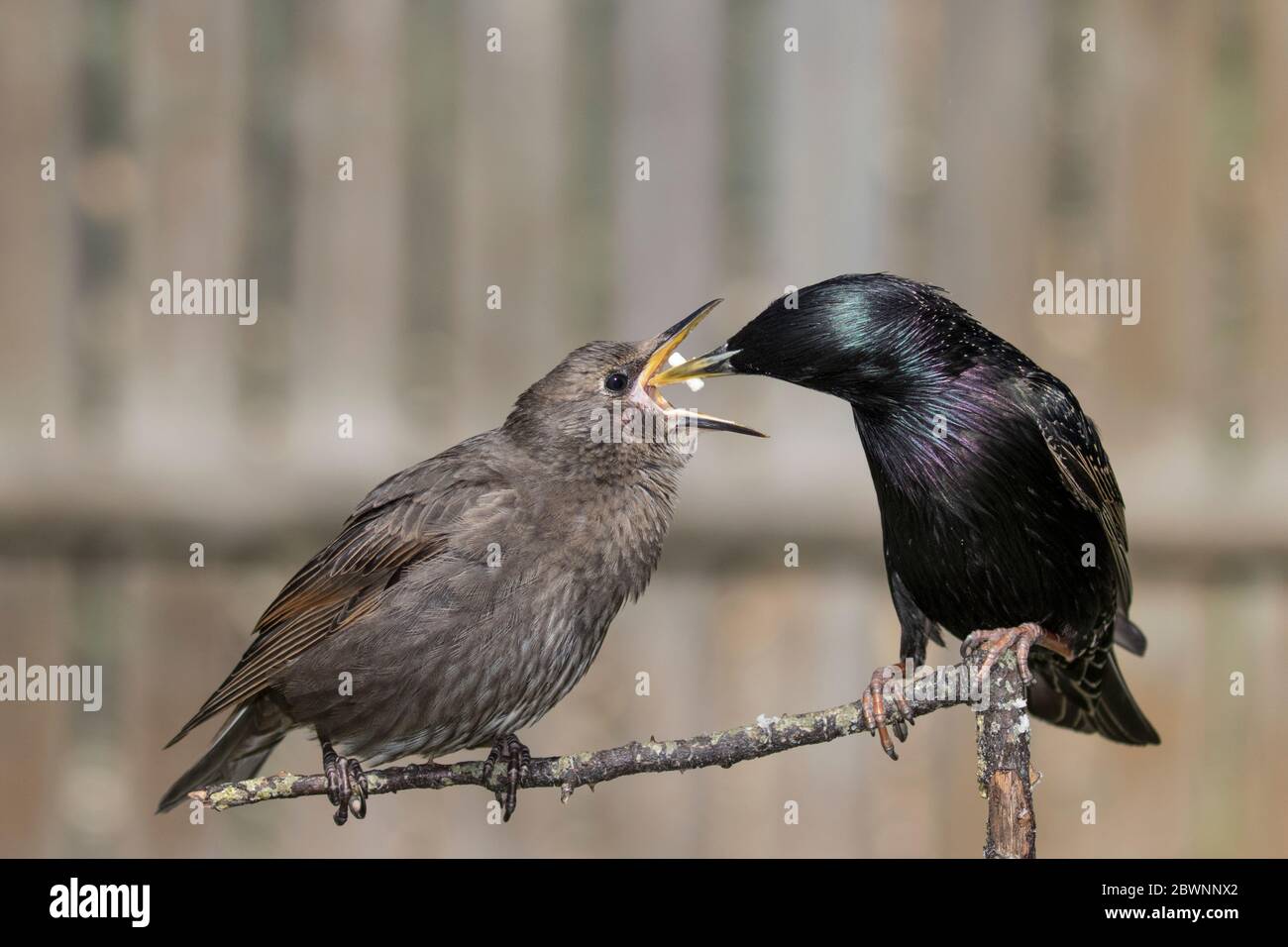 Common starling juvenile hi-res stock photography and images - Alamy