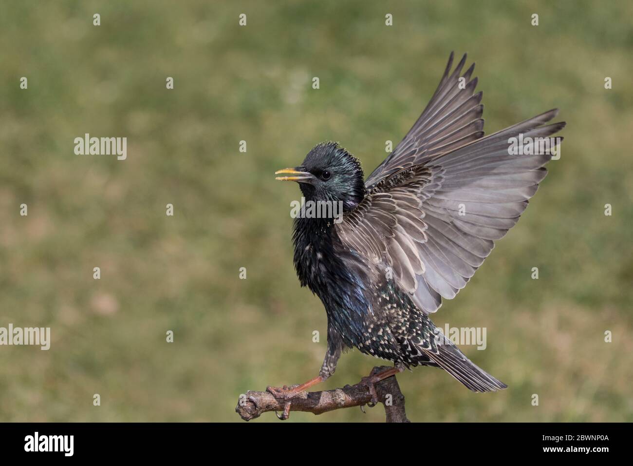 Common Starling displaying Stock Photo - Alamy