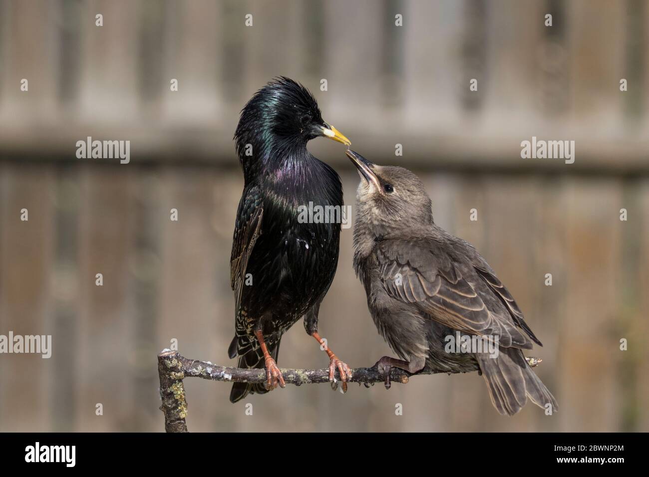 Sturnus vulgaris feeding hi-res stock photography and images - Alamy