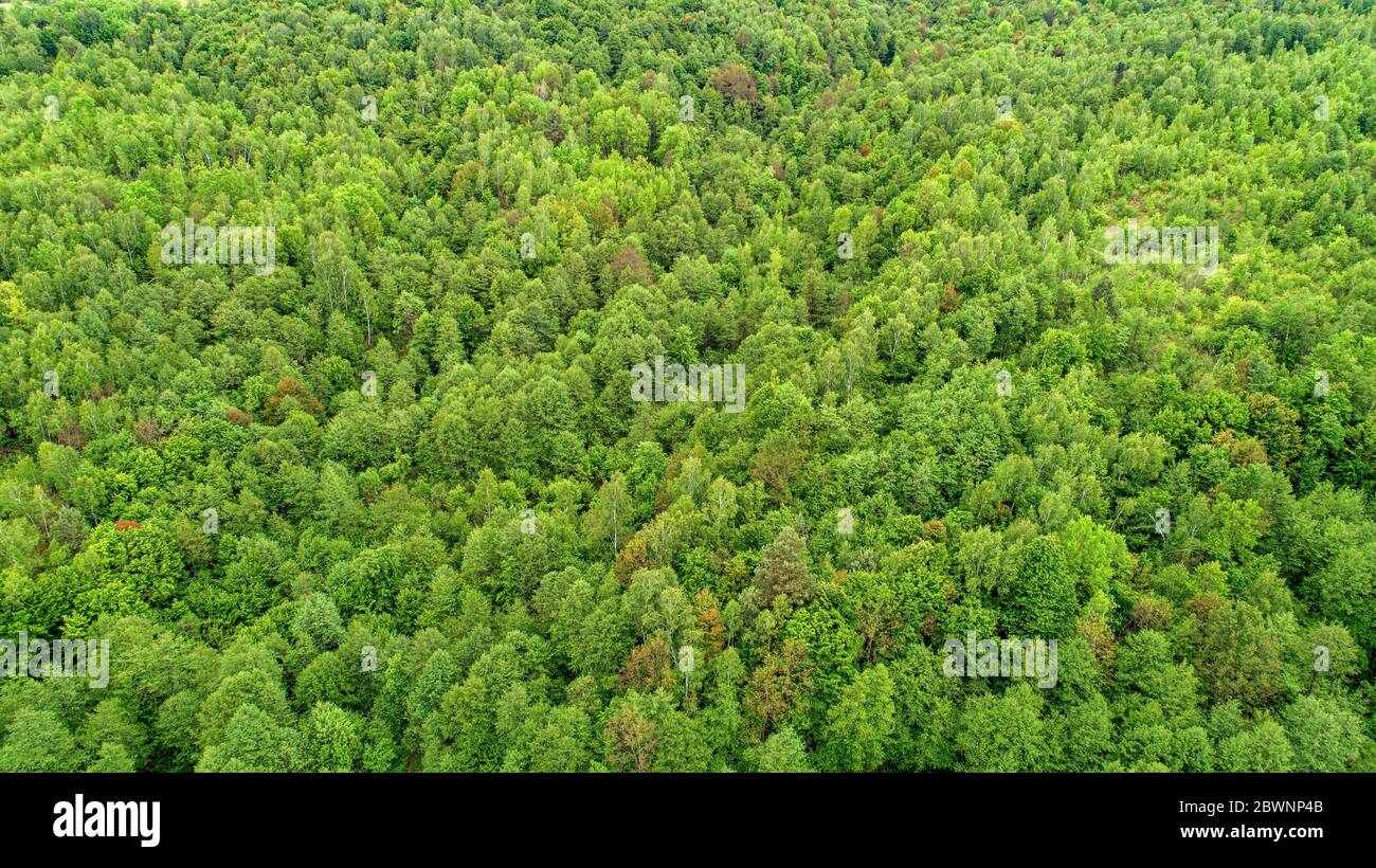 Crown foliage forest dense tree hi-res stock photography and images - Alamy