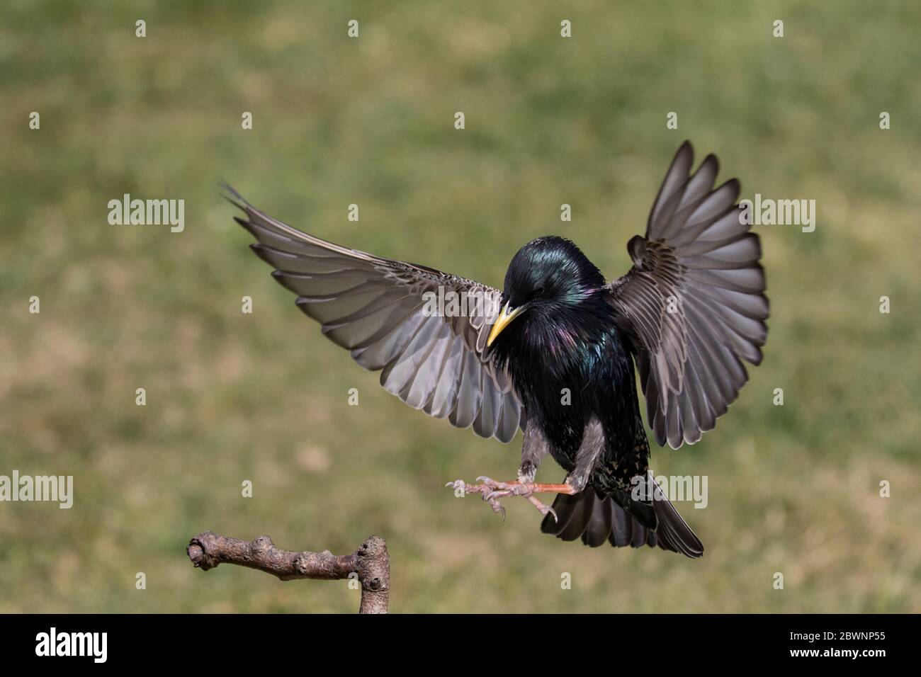 Common Starling in flight Stock Photo - Alamy