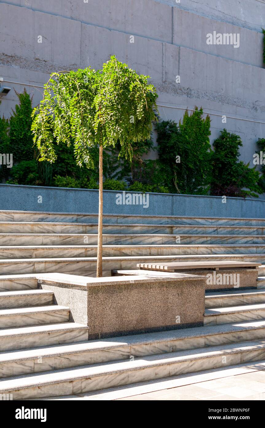 A young tree growing among the stairs Stock Photo - Alamy