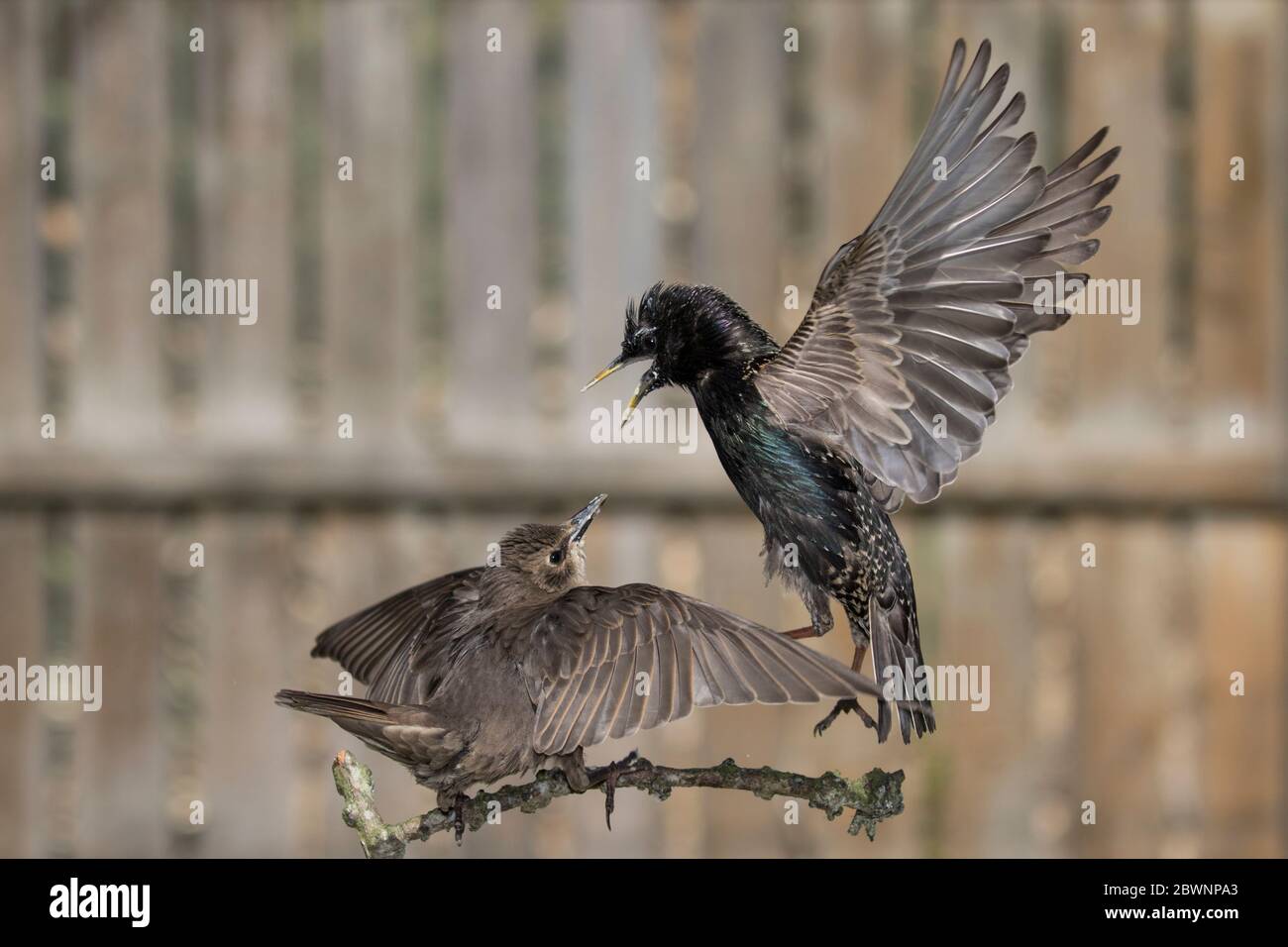 Common Starling feeding a fledgling Stock Photo - Alamy