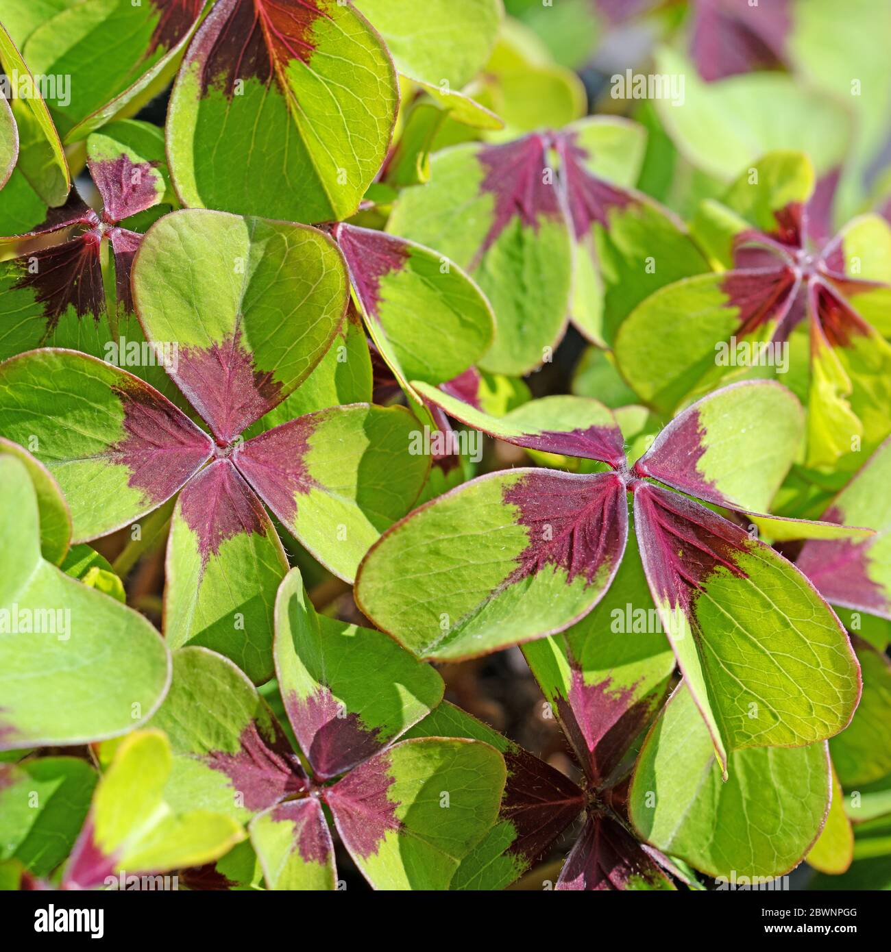 Lucky clover leaves, oxalis tetraphylla Stock Photo - Alamy