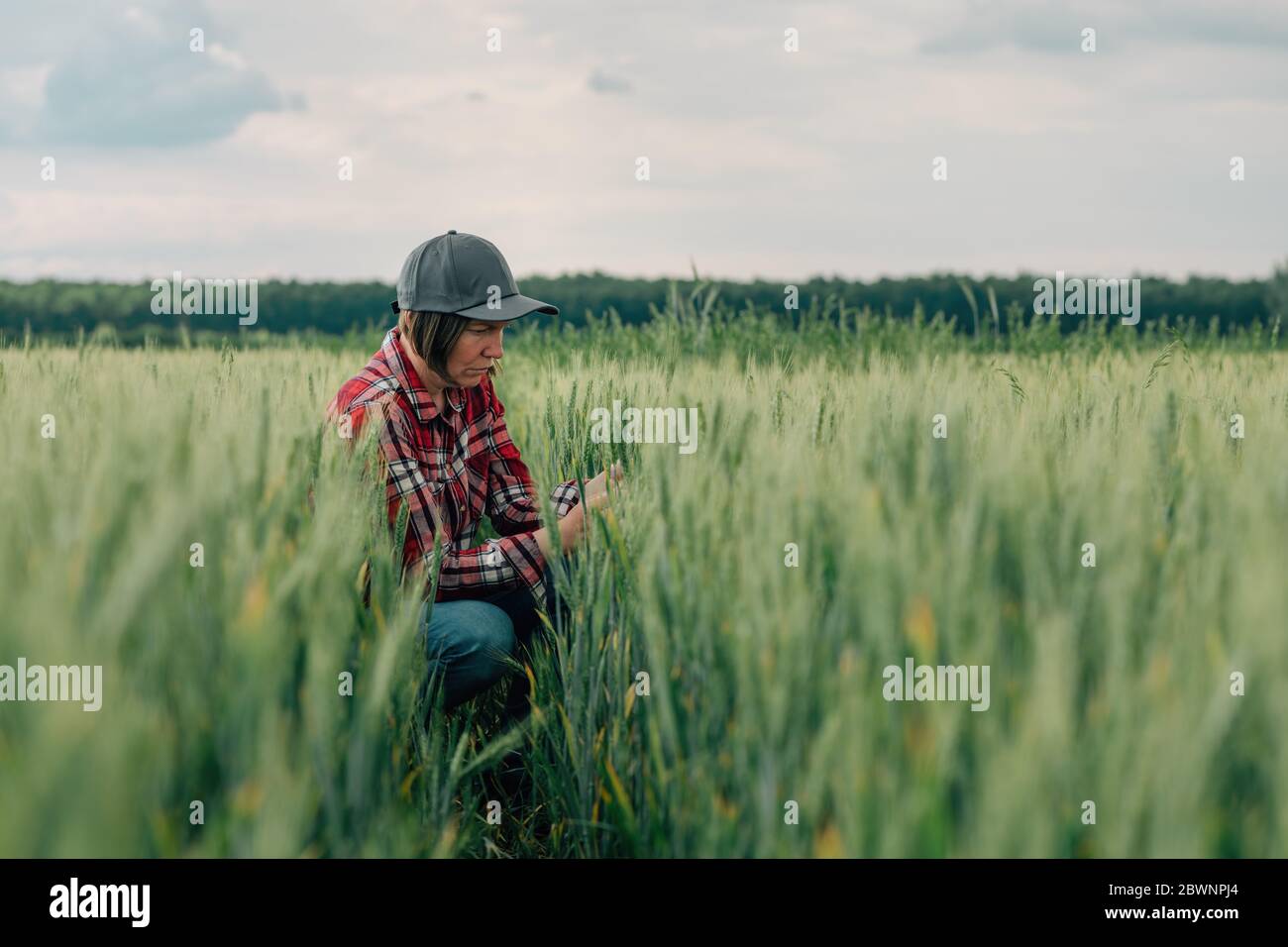 Wheat farmer and agronomist inspecting cereal crops quality in ...