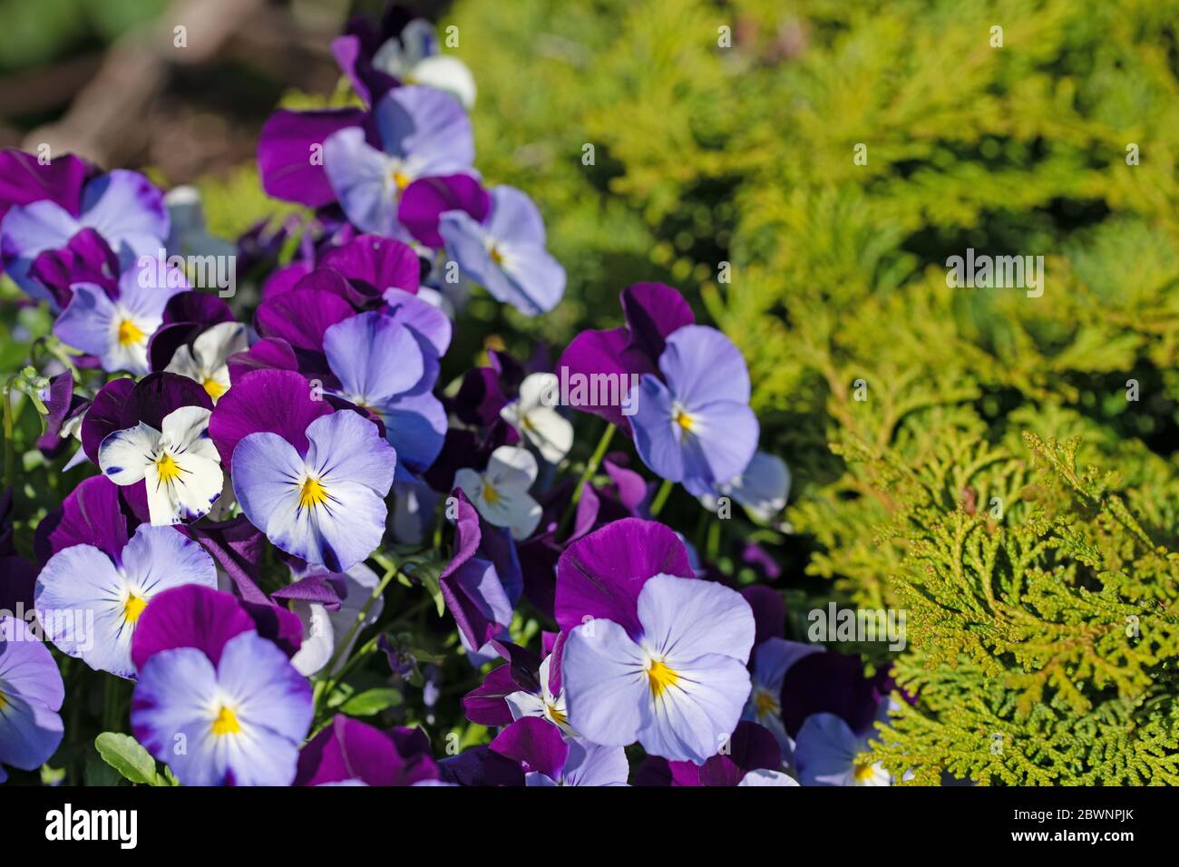 Viola cornuta blue hi-res stock photography and images - Alamy