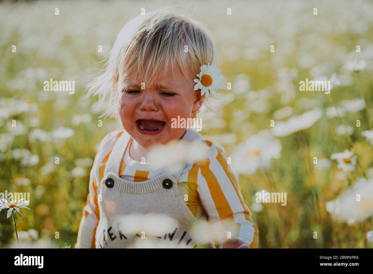 Blonde toddler in daisy field throwing a temper tantrum Stock Photo - Alamy