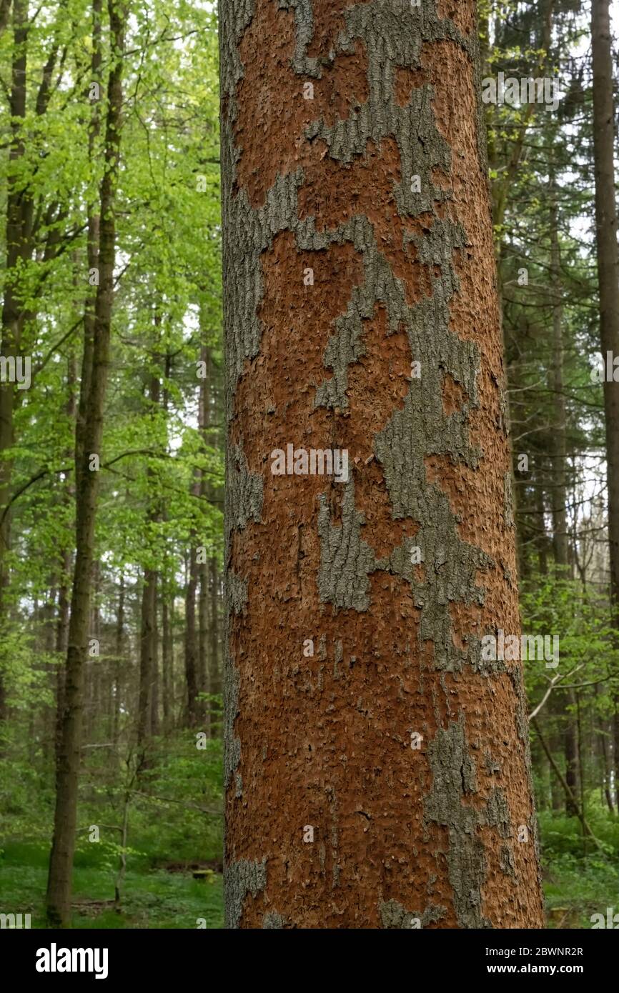 Tree trunk damaged by bark beetles. They drill holes to reproduce under ...
