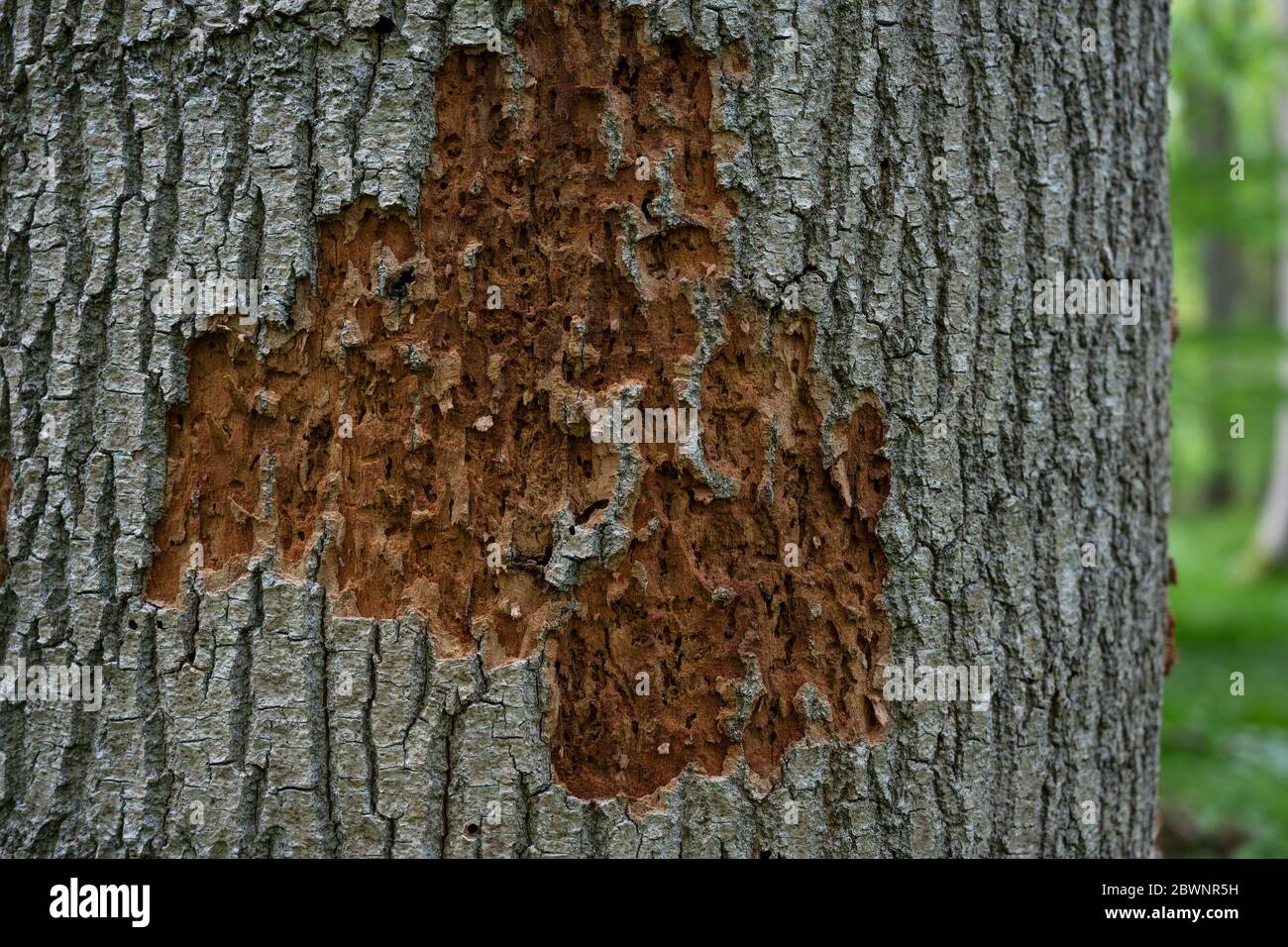 Tree trunk damaged by bark beetles, environmental and economic loss in ...