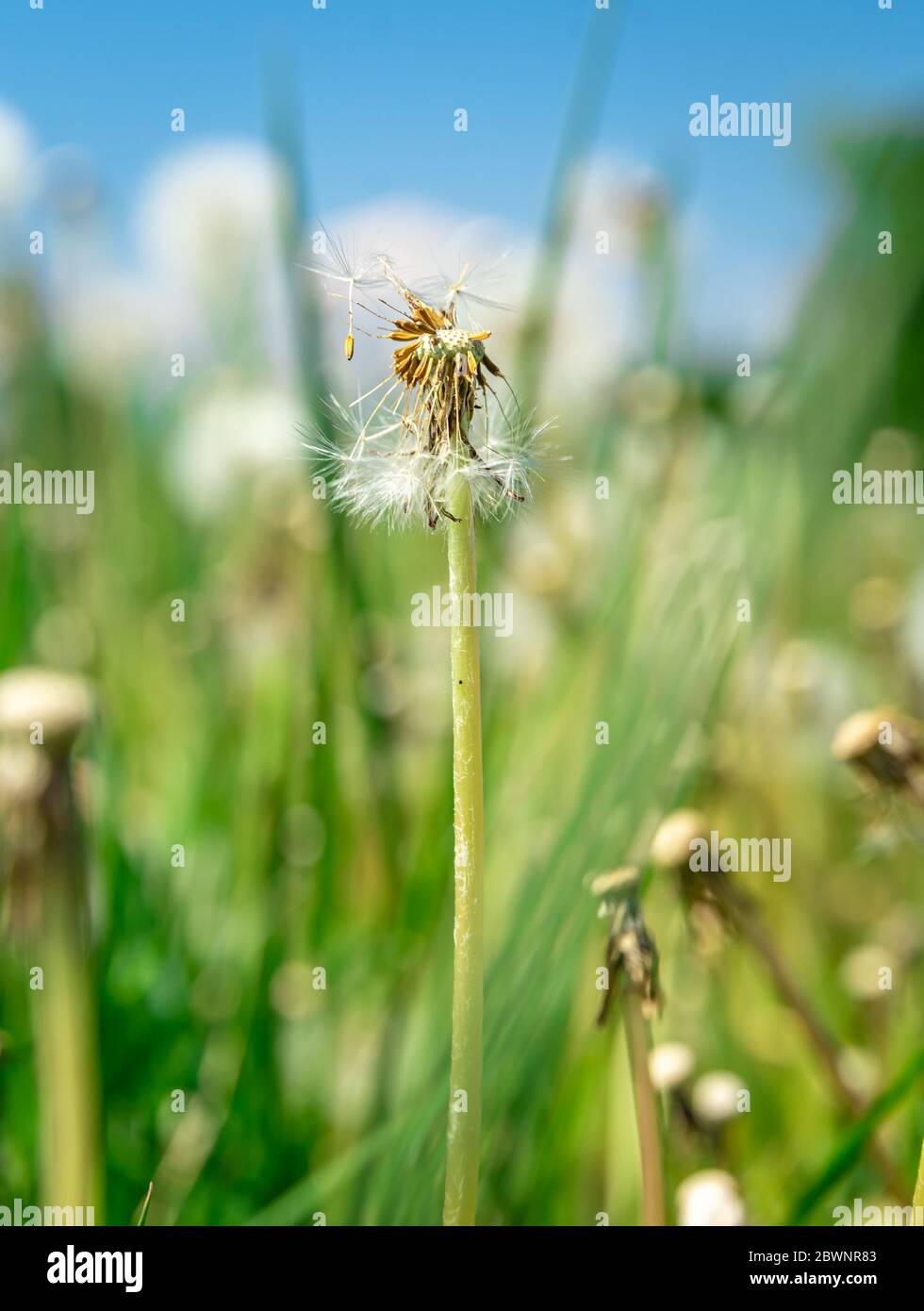 Dandelions life cycle hi-res stock photography and images - Alamy