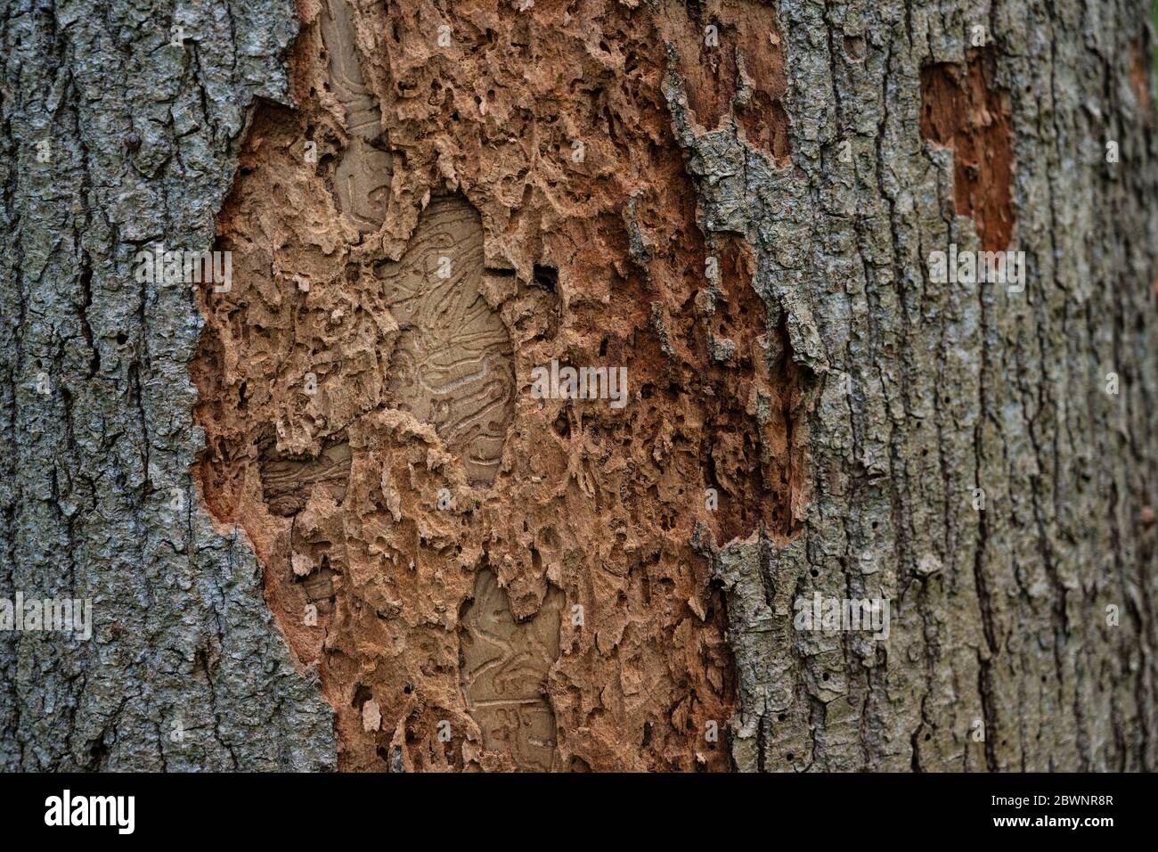 Detail of a tree trunk damaged by bark beetles. These insects reproduce ...