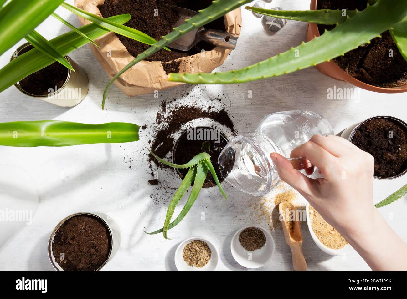 Girl watering planted succulent for home garden. Reuse of tin to grow ...