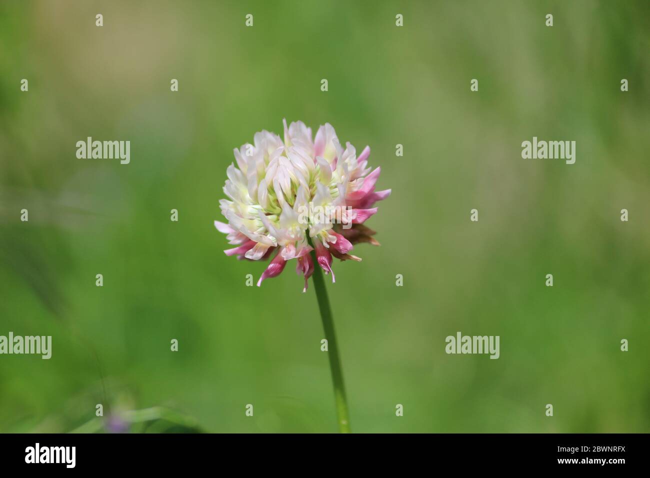 Flower alone hi-res stock photography and images - Alamy