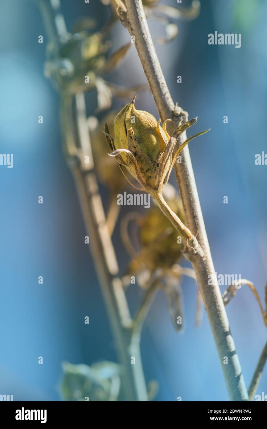 Collect plant seeds garden hi-res stock photography and images - Alamy