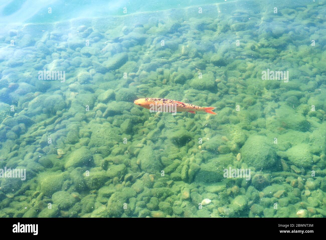 Gold fish big tank hi-res stock photography and images - Alamy