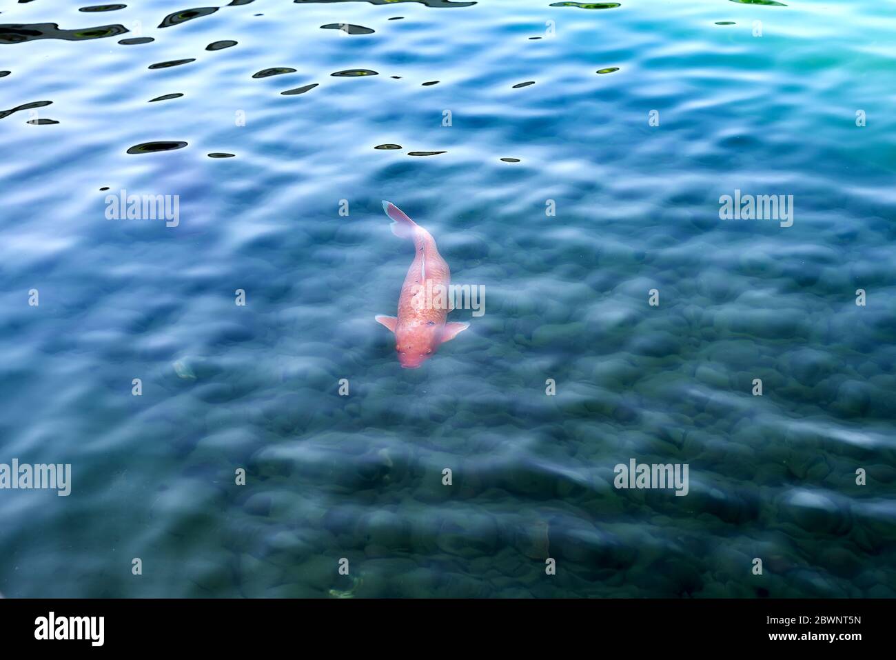 Big beautiful japanese fish hi-res stock photography and images - Alamy