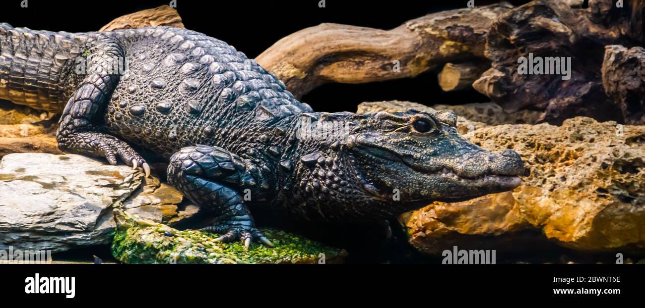 African dwarf crocodile in closeup, tropical and vulnerable reptile ...