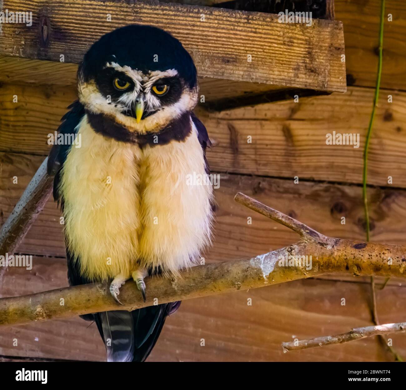 Asian owl species hi-res stock photography and images - Alamy