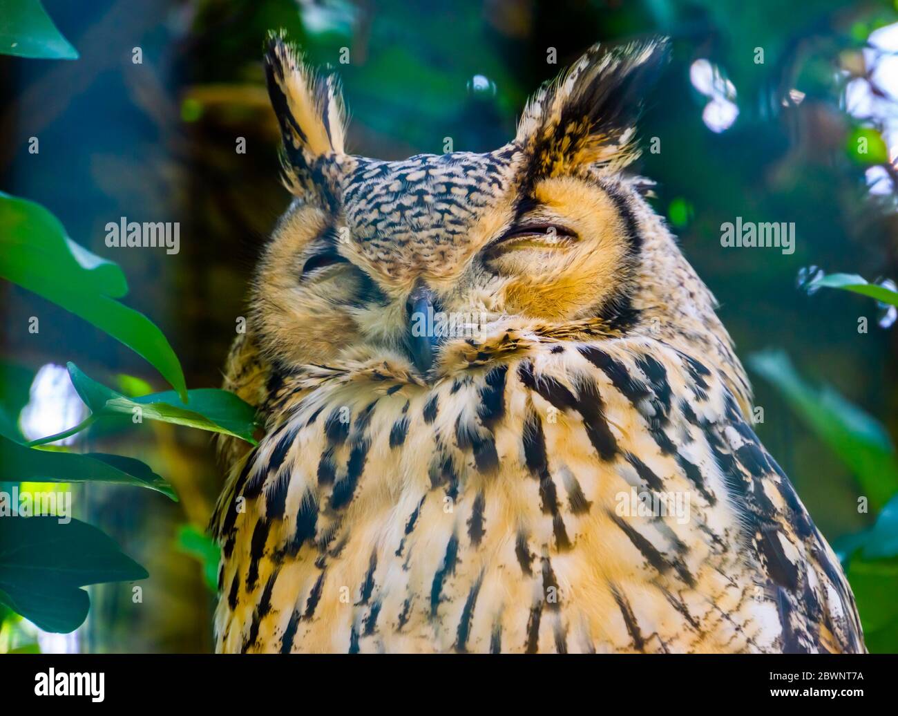beautiful closeup portrait of a bengal eagle owl, tropical bird specie ...