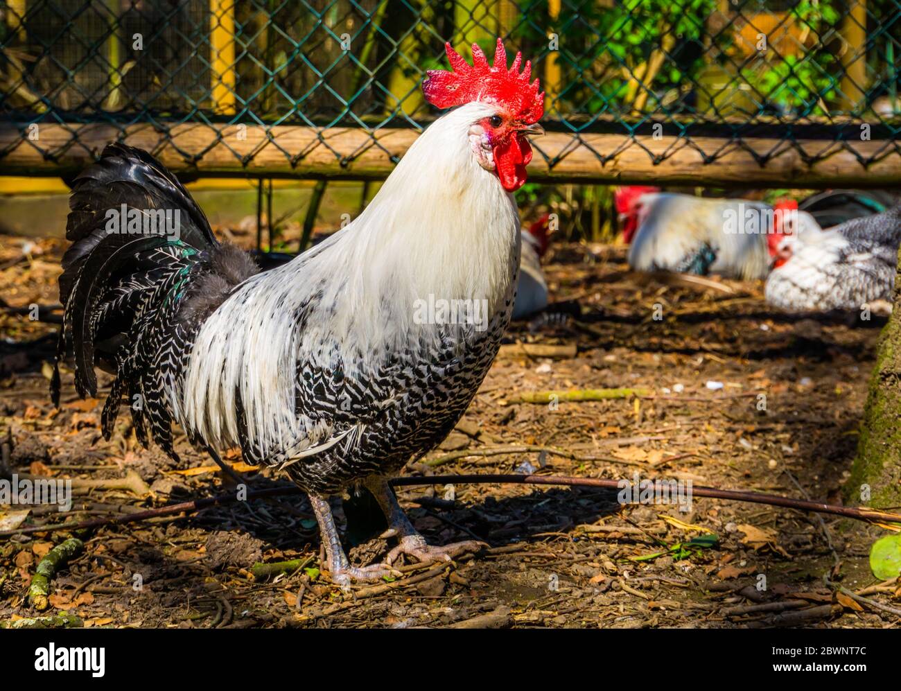 closeup portrait of a black and white brakel chicken, popular breed ...