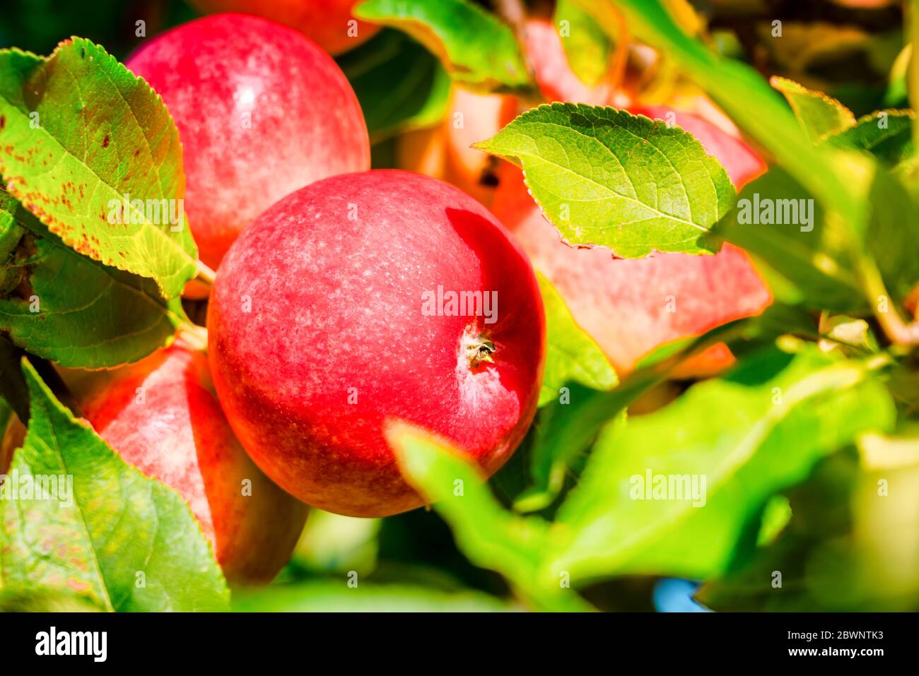 Ripe crispy red apples on a tree branch in the garden, blue sky ...