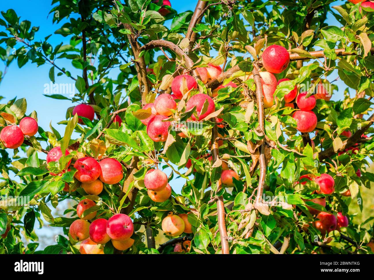 Ripe crispy red apples on a tree branch in the garden, blue sky ...