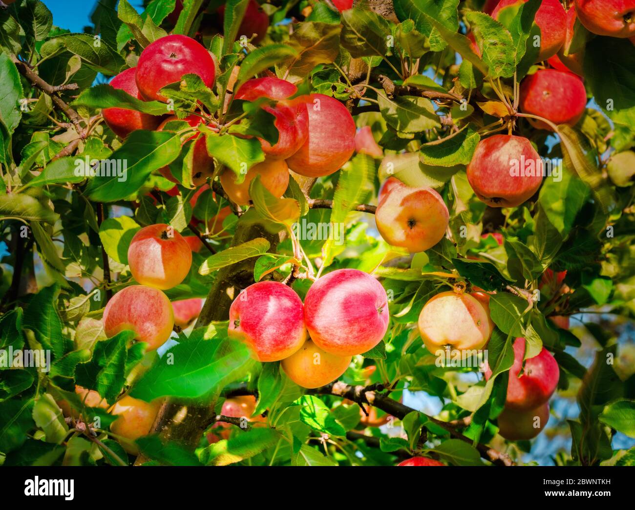 Ripe crispy red apples on a tree branch in the garden, blue sky ...