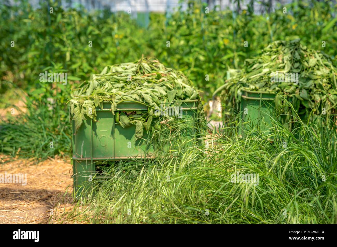 Waste ground weeds hi-res stock photography and images - Alamy
