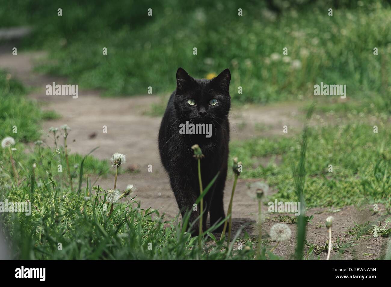 Black cat walking in the grass in summer day Stock Photo - Alamy