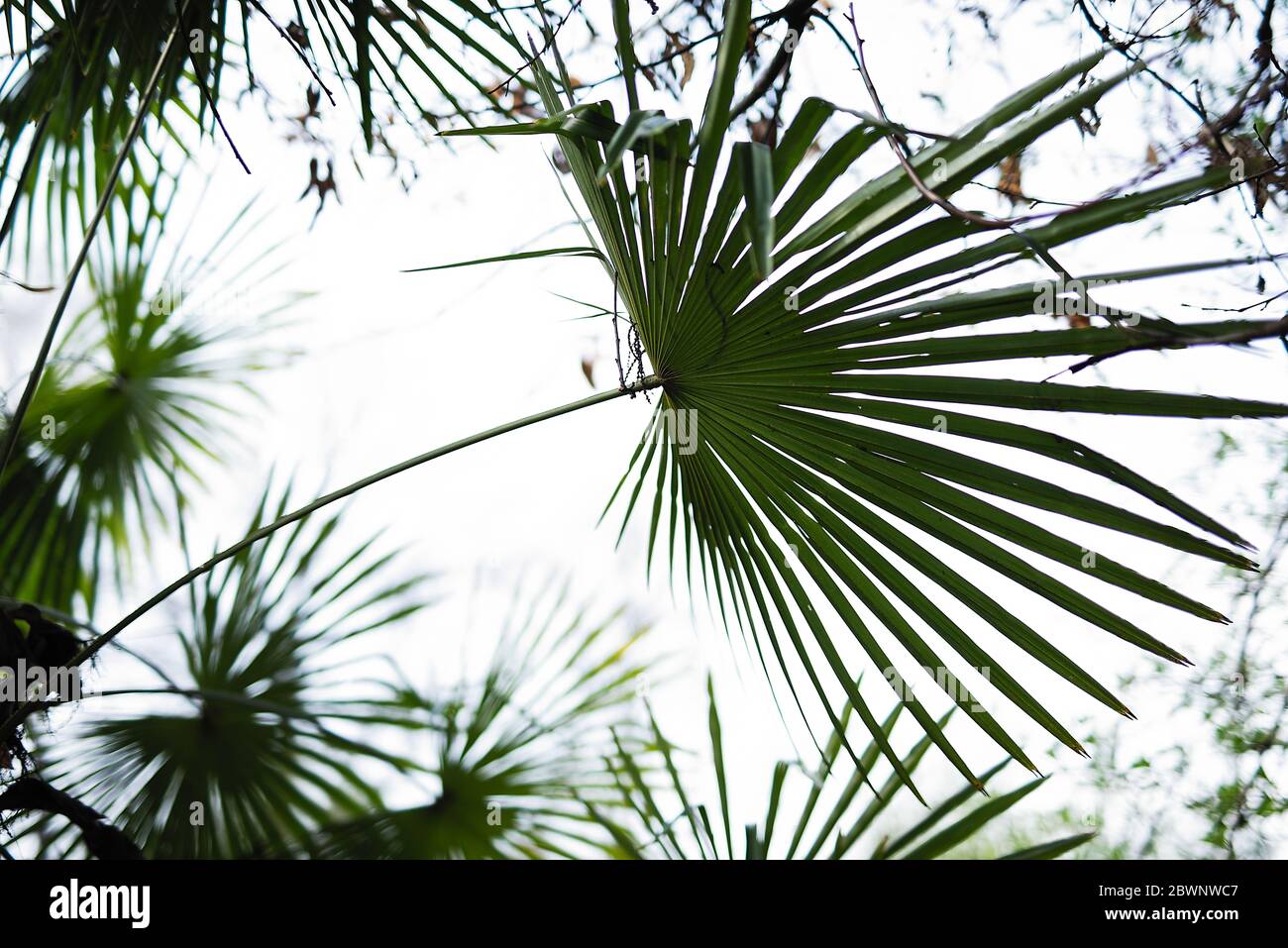 Green large palm leaves closeup on sky background Stock Photo - Alamy
