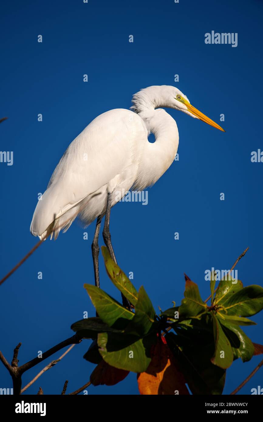 White Heron at Araçatiba Lagoon, Maricá, Brazil Stock Photo - Alamy