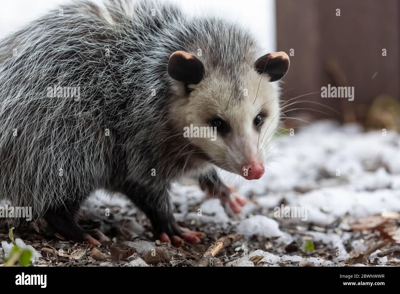 Opossum Playing Dead