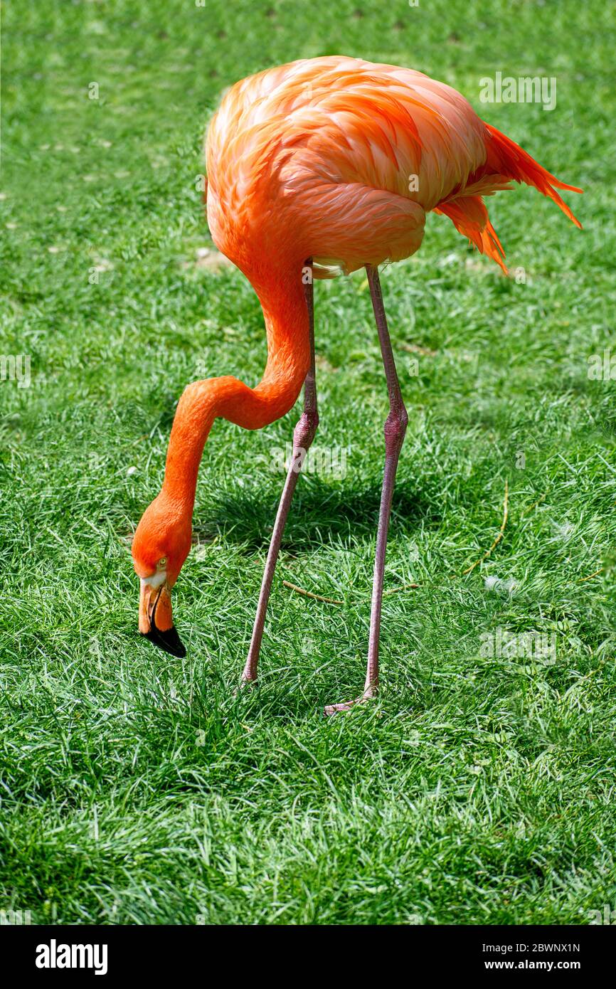 Flamingo eats in zoo hi-res stock photography and images - Alamy