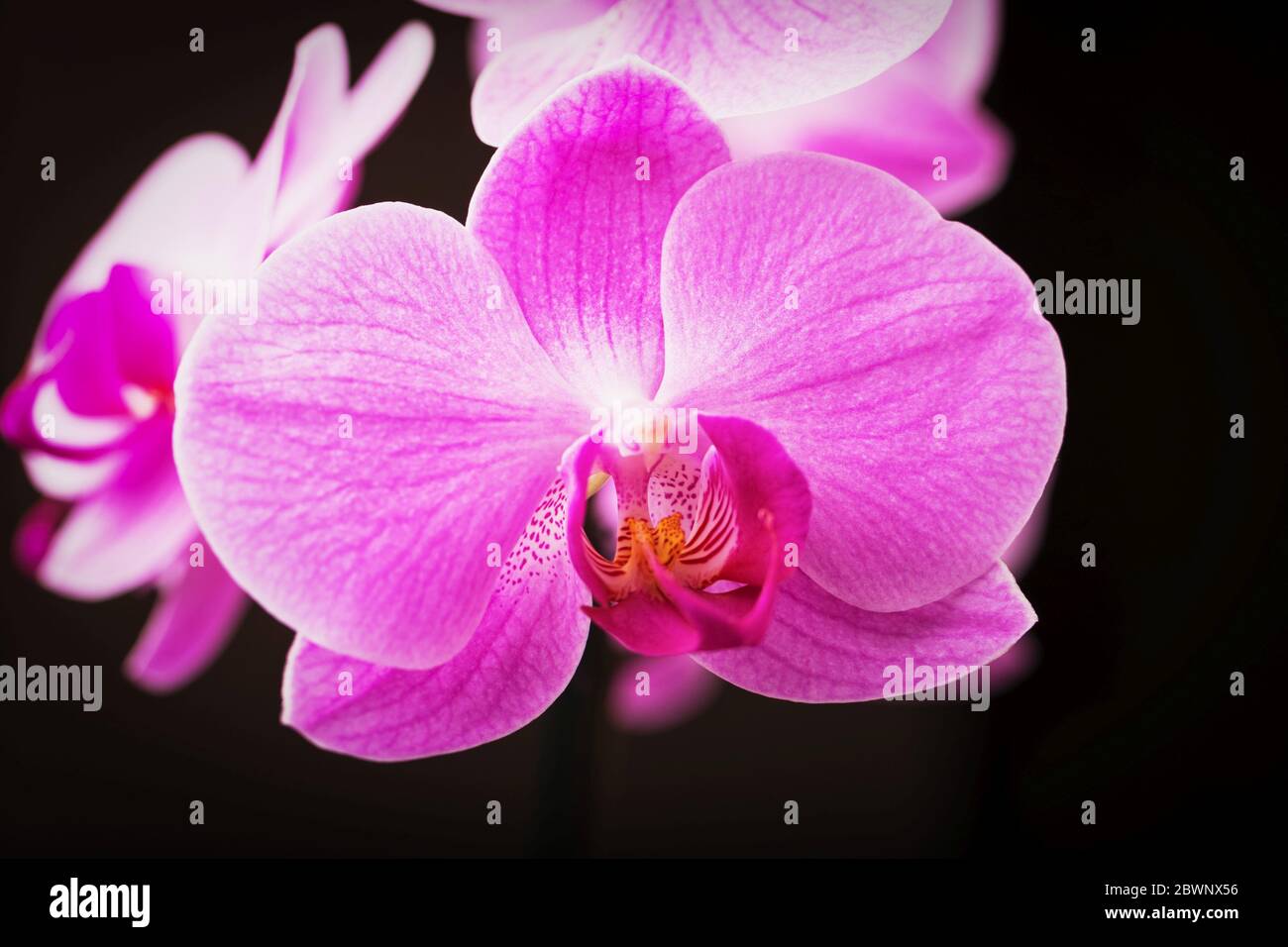 Pink phalaenopsis orchid flowers on a black background Stock Photo - Alamy