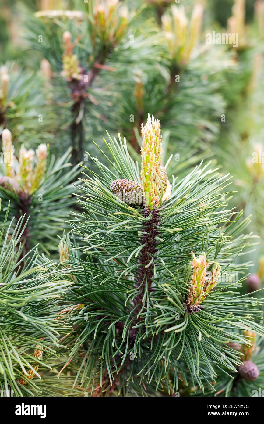 young needles and a bump on a sprig of pine in spring Stock Photo - Alamy