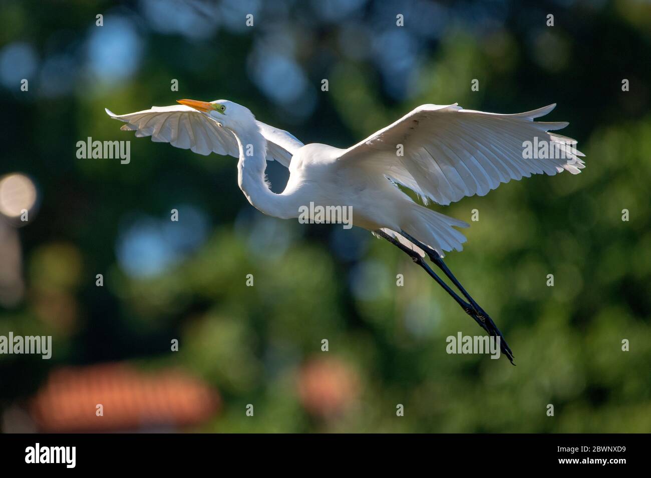 White Heron at Araçatiba Lagoon, Maricá, Brazil Stock Photo - Alamy