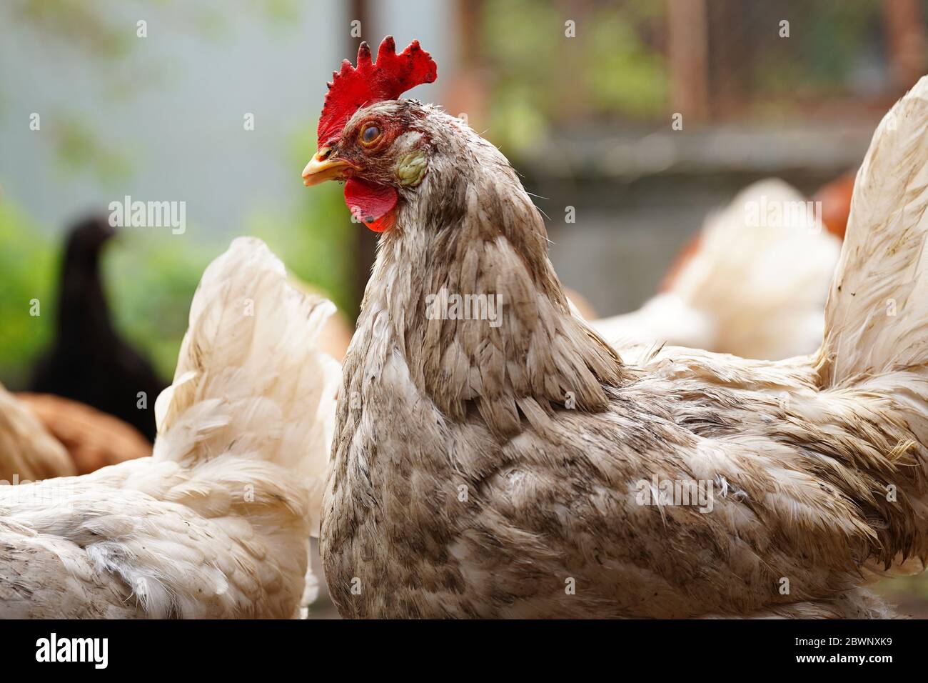 Chickens in a pen hi-res stock photography and images - Alamy