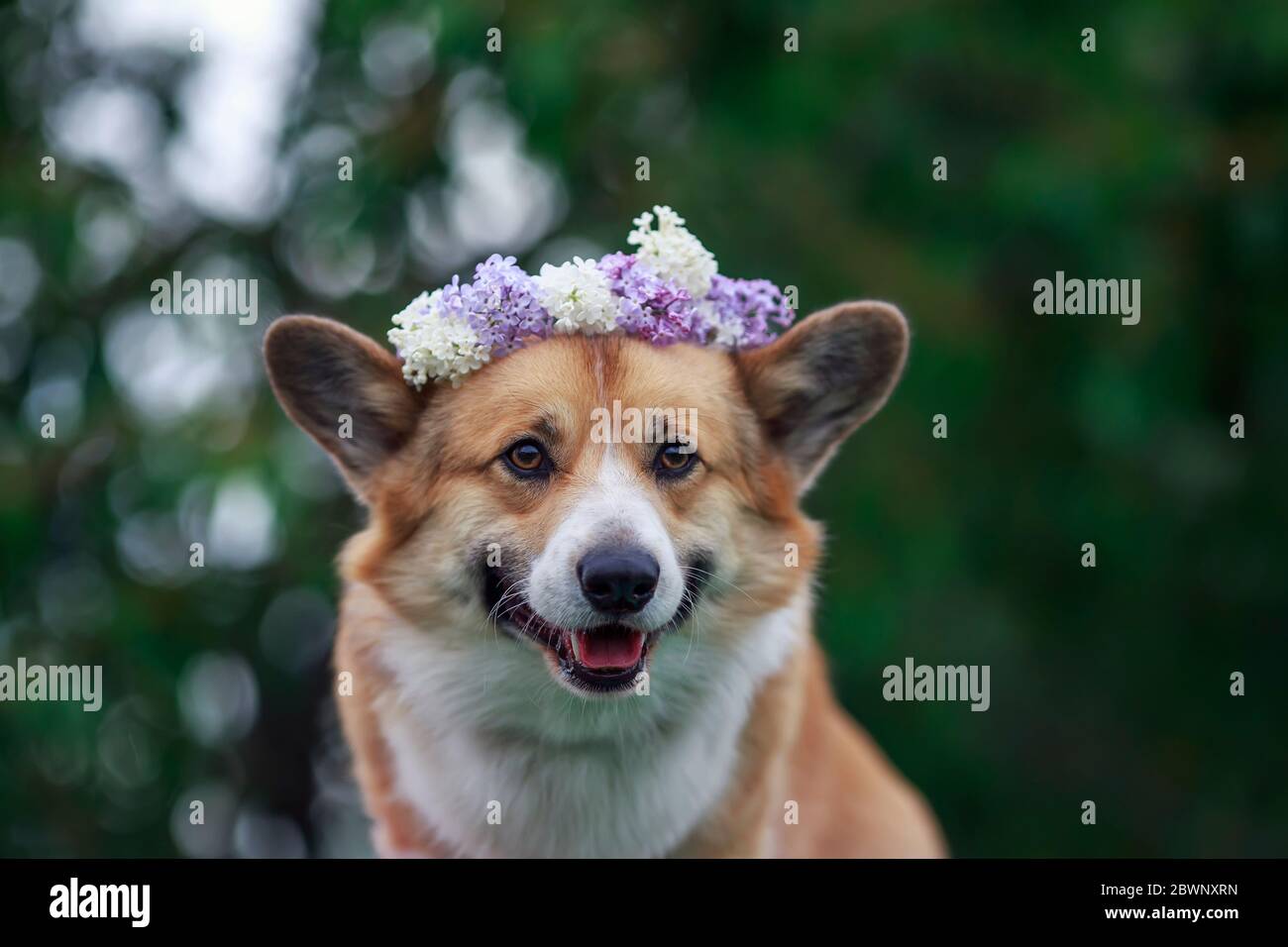 portrait of a cute red dog Corgi puppy in a wreath of lilac flowers in ...