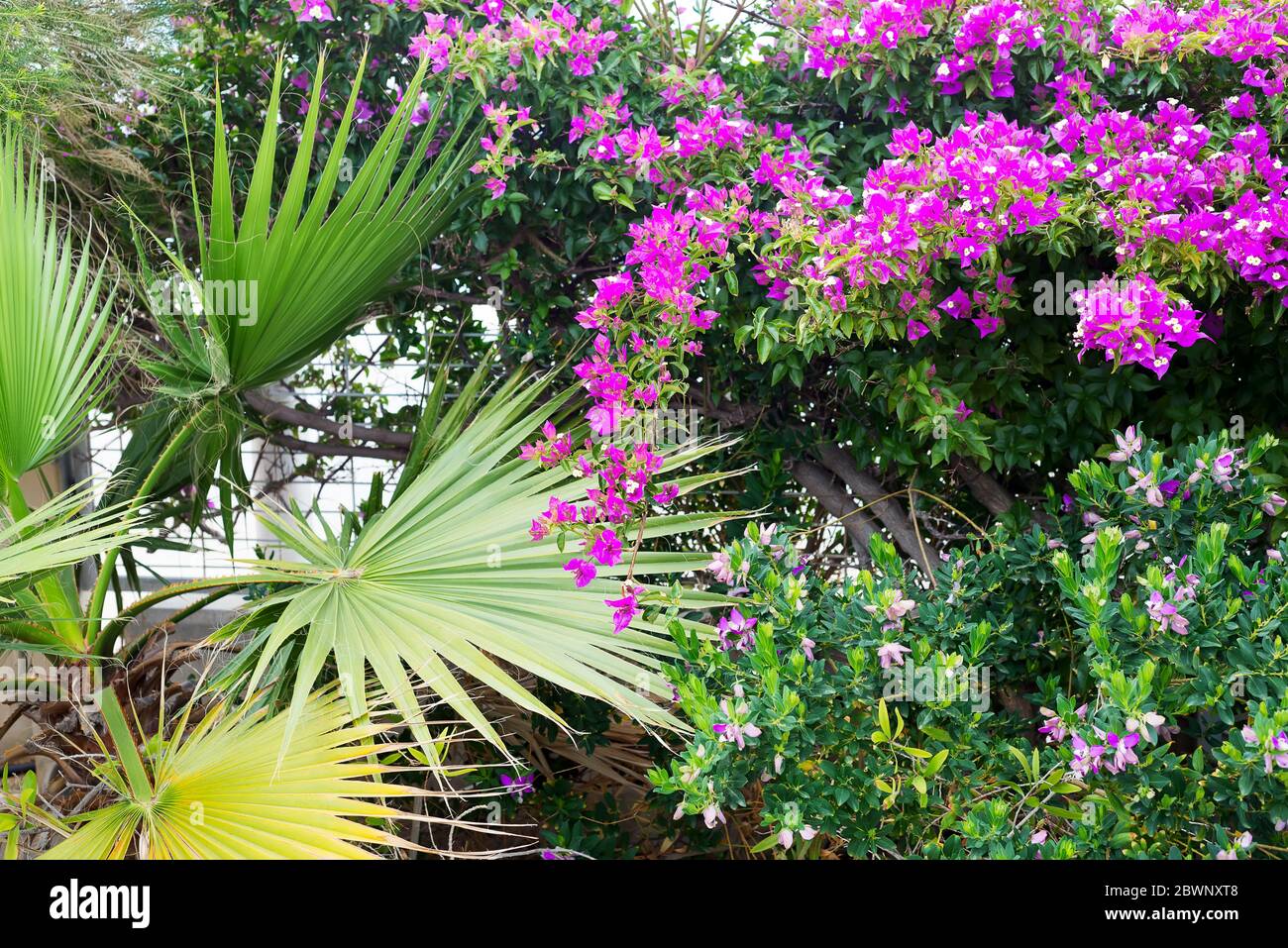 Beautiful Flower and leaves background Stock Photo - Alamy