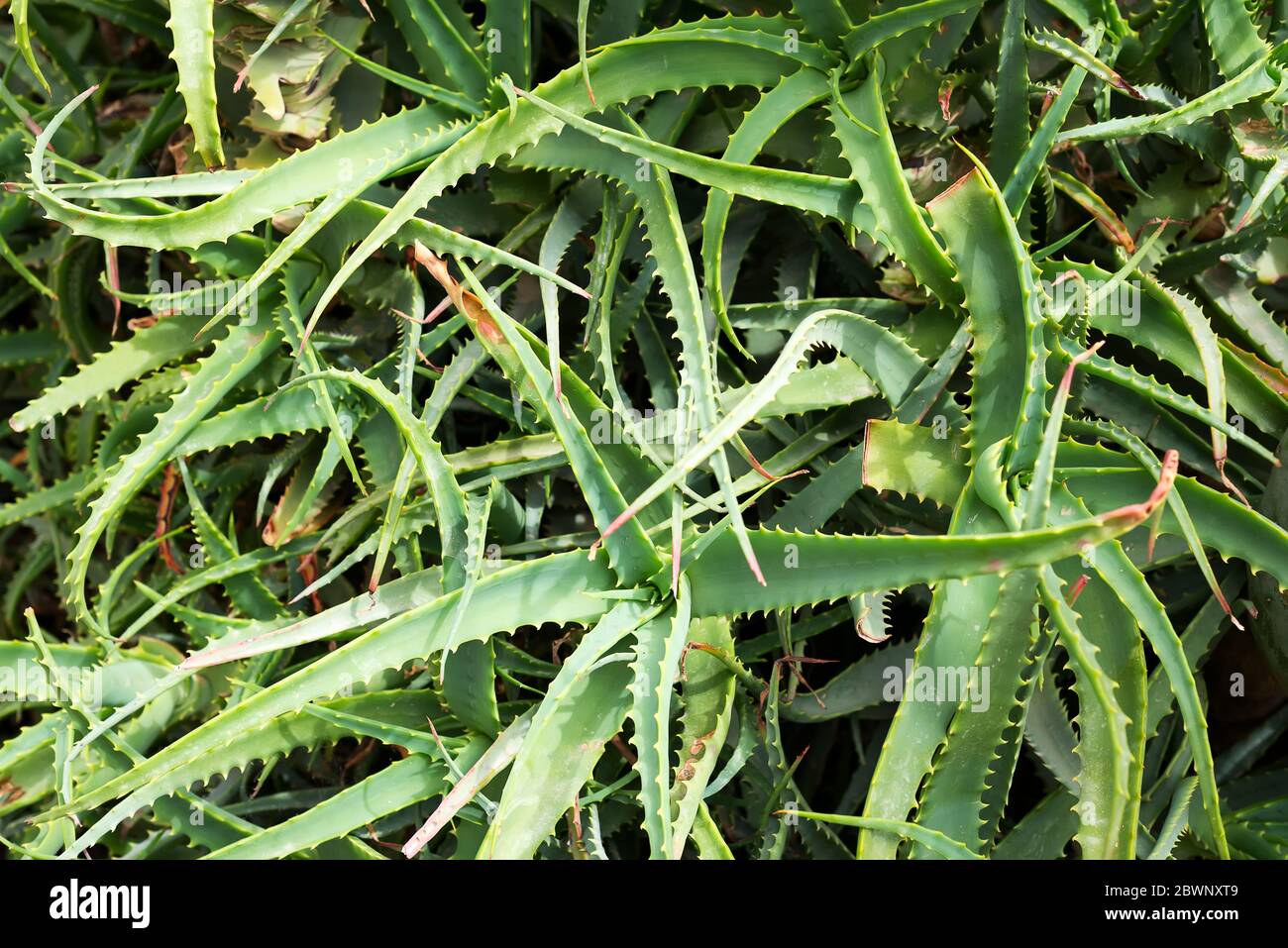 Aloe barbadensis or aloe vera pattern Stock Photo - Alamy
