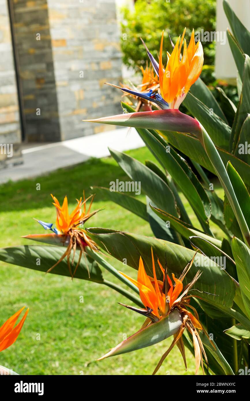 Exotic tropical flower of Strelitzia reginae or bird of paradise in ...