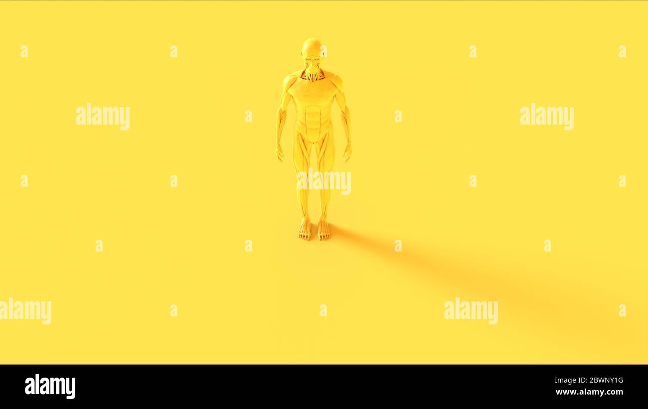 Yellow Skeletal Muscle System Anatomical Model 3d illustration 3d ...