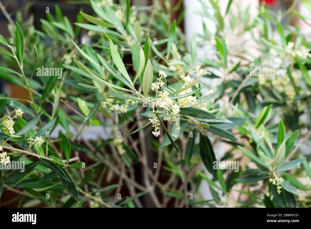 Olive branch filled with emerging flowers and buds Stock Photo - Alamy